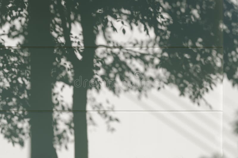 Tree Shadows on the Wall. stock photo. Image of monotone - 62920824