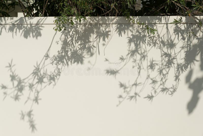 7,366 Tree Shadows Wall Photos - Free & Royalty-Free Stock Photos from ...