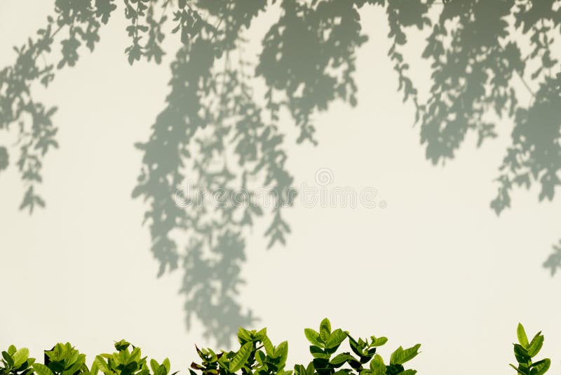 Tree Shadows on the Wall. stock photo. Image of texture - 72741924