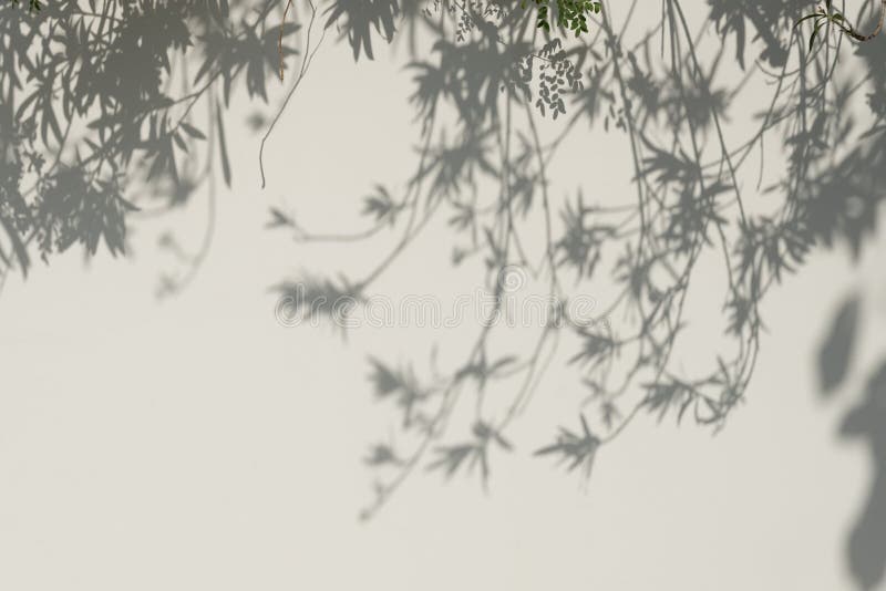 Tree Shadows on the Wall. stock photo. Image of built - 72742018