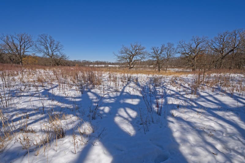 Tree Shadows in a Winter Landscape Stock Photo - Image of nature ...