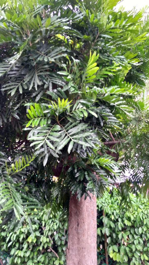 A Tree with Shady and Dense Leaves Stock Image - Image of tropics ...