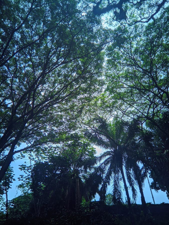 Tree shady trees and cool stock photo. Image of beautiful - 302236902