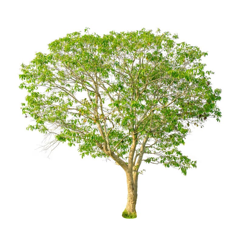 Set of Tree Shape and Tree Branch on White Background for Isolated ...