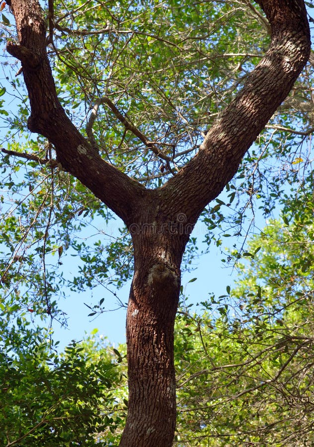 Y Shape Tree Stock Photos - Free & Royalty-Free Stock Photos from ...