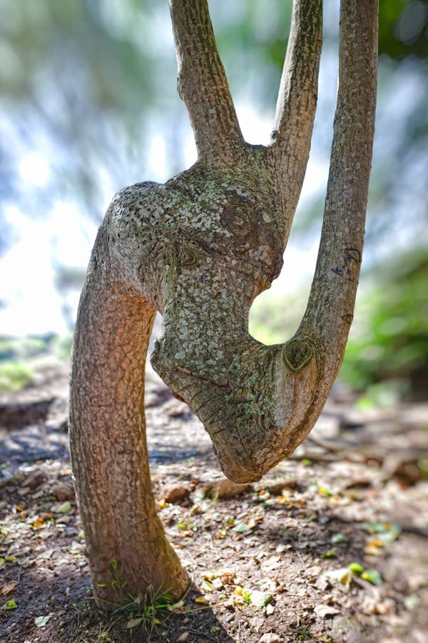 Tree in a shape of dragon stock photo. Image of shade - 18060626