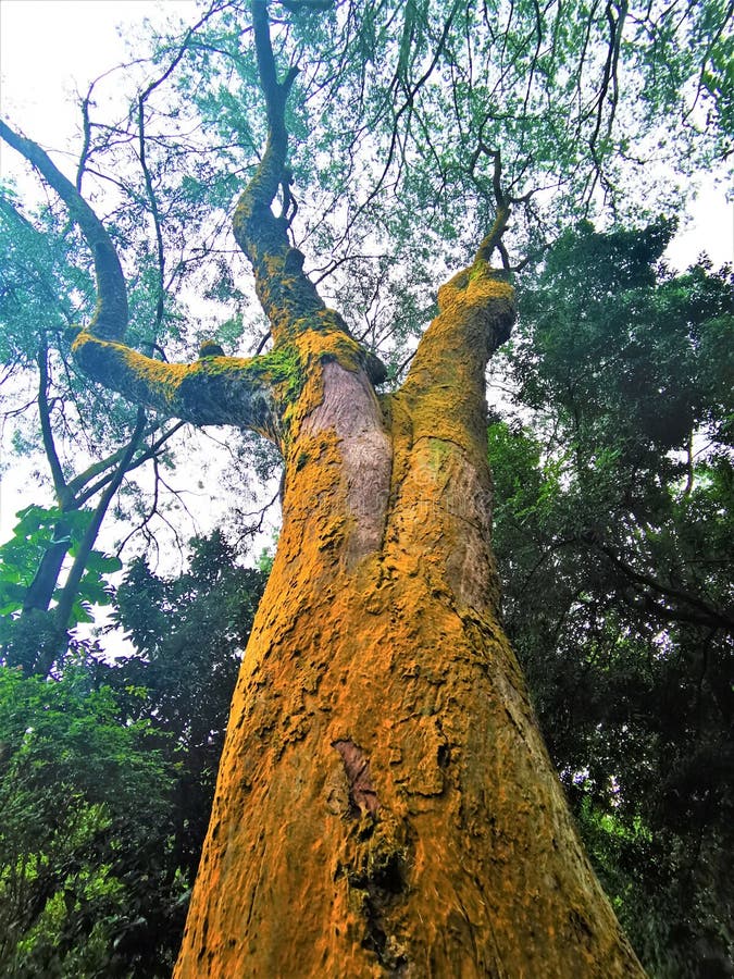 Gloden Ghost Claw Stock Photos - Free & Royalty-Free Stock Photos from ...