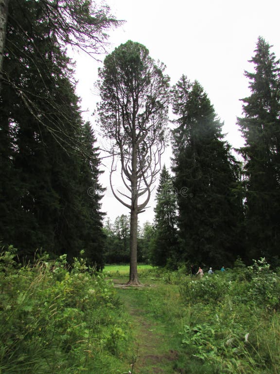 Tree in the Shape of a Harp Stock Image - Image of tree, leaves: 104413455