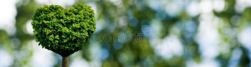 Tree in the Shape of Heart As a Symbol of Love and Devotion Stock ...