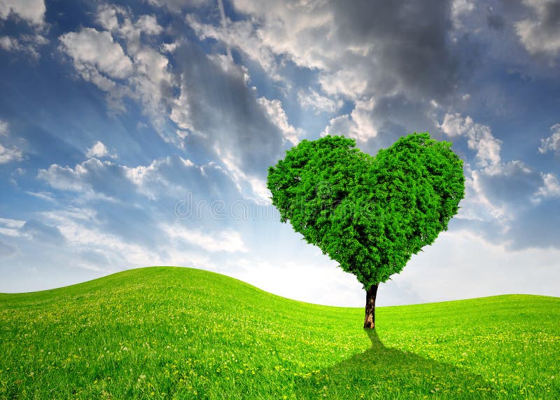Tree in the shape of heart stock photo. Image of foliage - 31024954