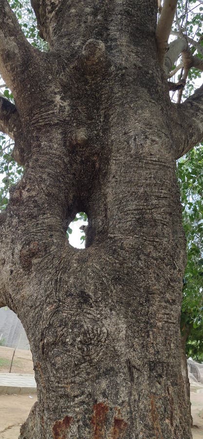 Tree and shape stock photo. Image of shape, tree, natural - 153894220