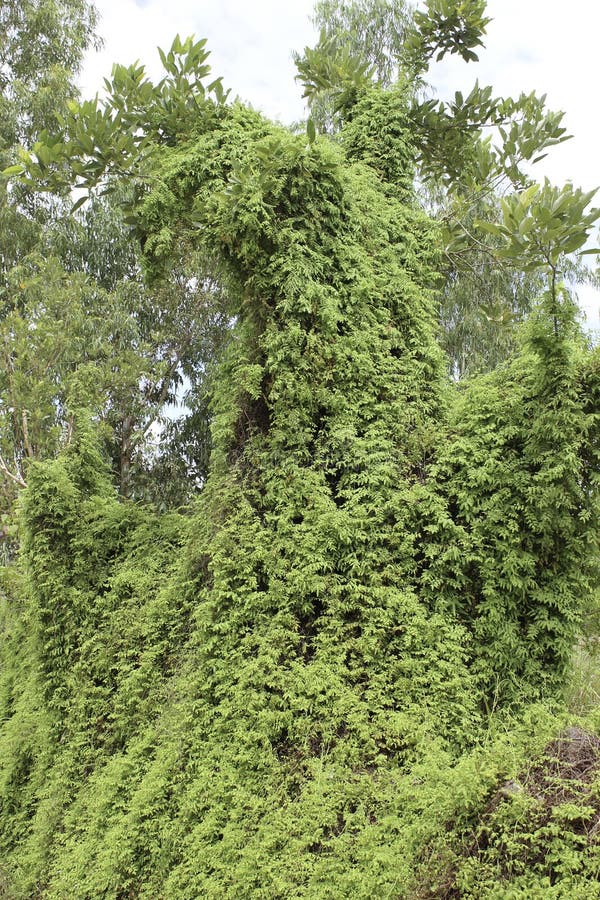 Tree stock image. Image of plant, tree, conifer, vine - 93390539