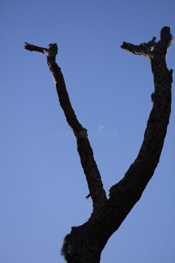 Tree Shaped Like Letter Y stock photo. Image of suggestion - 78170118
