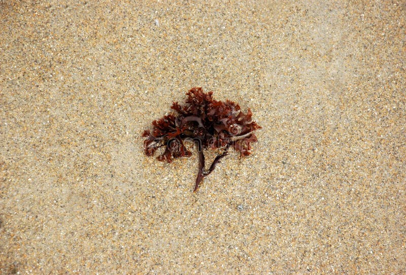 Green Seaweed at Long Beach. Stock Photo - Image of long, sand: 59695674