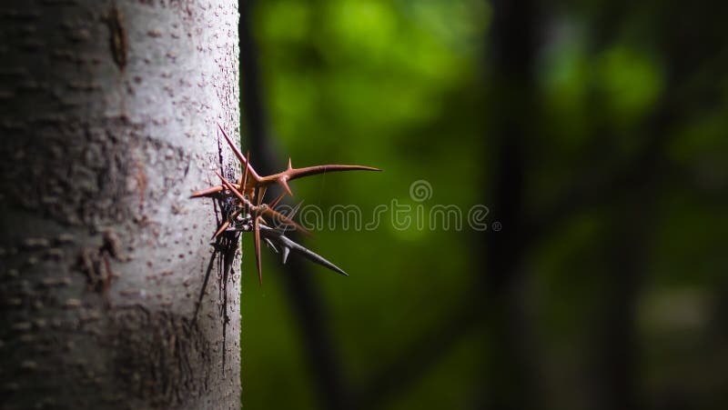 818 Spikes Tree Trunk Stock Photos - Free & Royalty-Free Stock Photos ...
