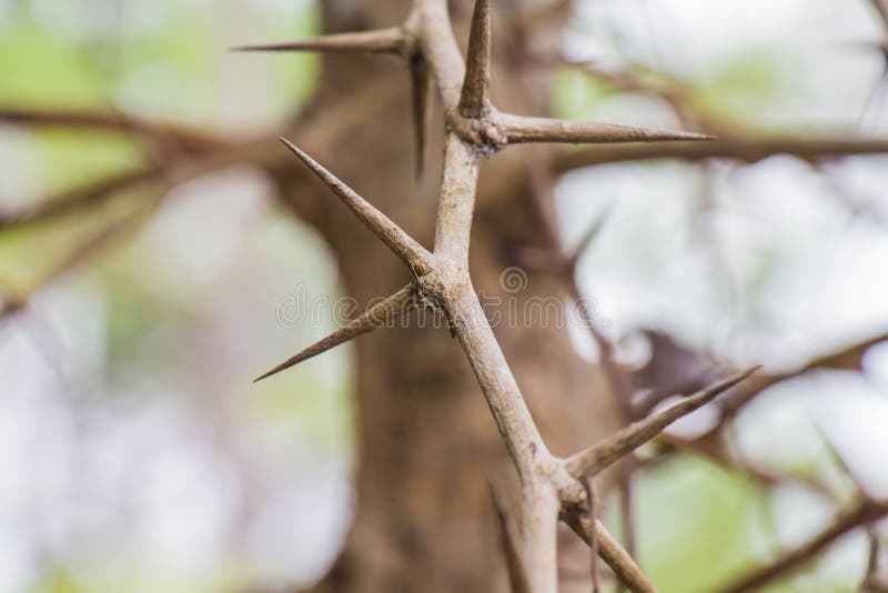 Tree with sharp thorns stock image. Image of thorns, background - 42016285