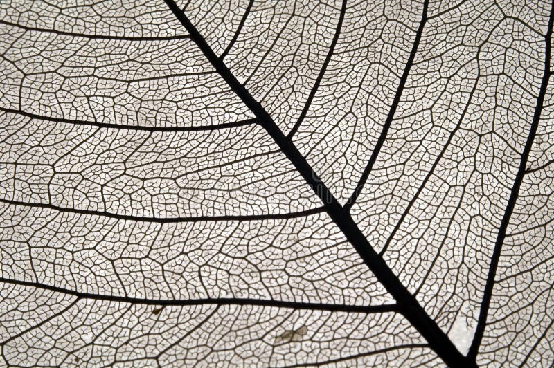 Tree sheet stock photo. Image of summer, nature, macro - 10037058