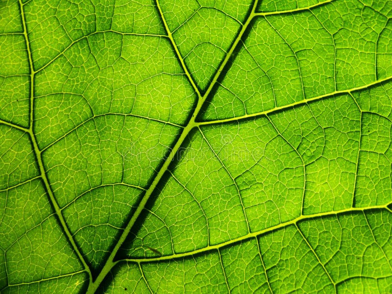 Water ripple in forest stock image. Image of lush, forest - 11051361