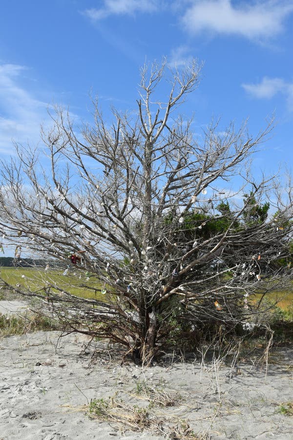 Tree of Shells...a Pretty Little Tree Decorated with Shells, South ...