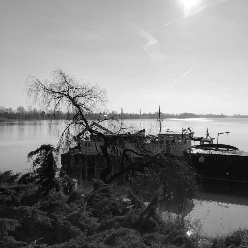 Tree and ship stock photo. Image of landscape, stilllife - 138709888