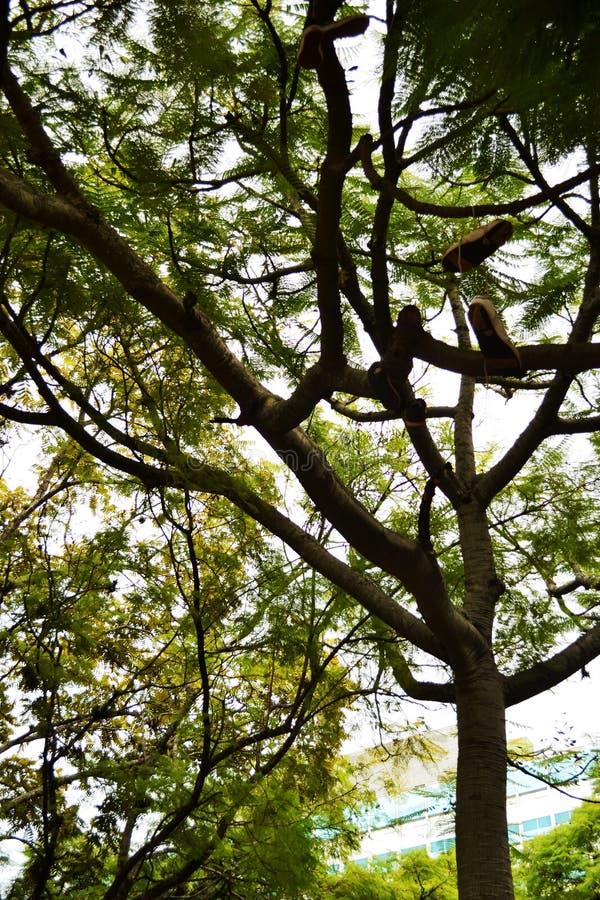 Tree with shoes stock image. Image of details, shoes - 52379907