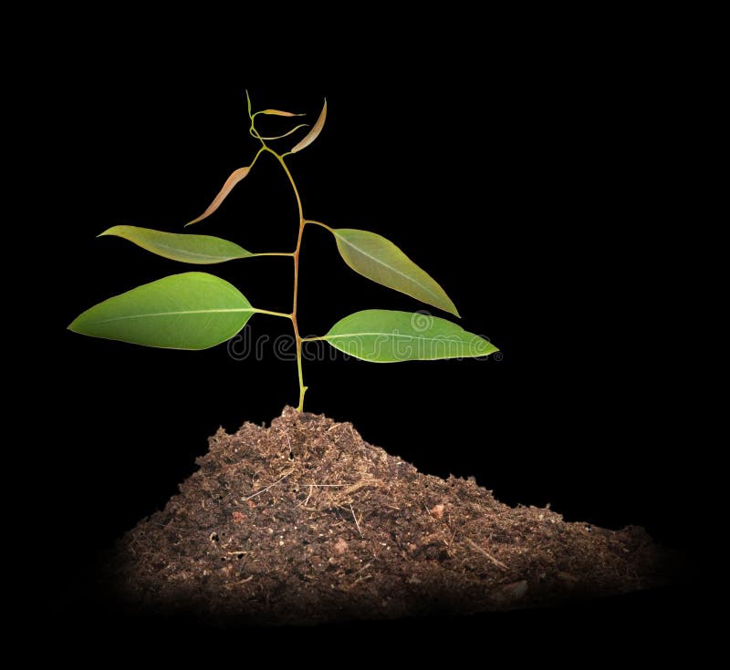 Tree shoot stock image. Image of reforestation, plant - 11567559