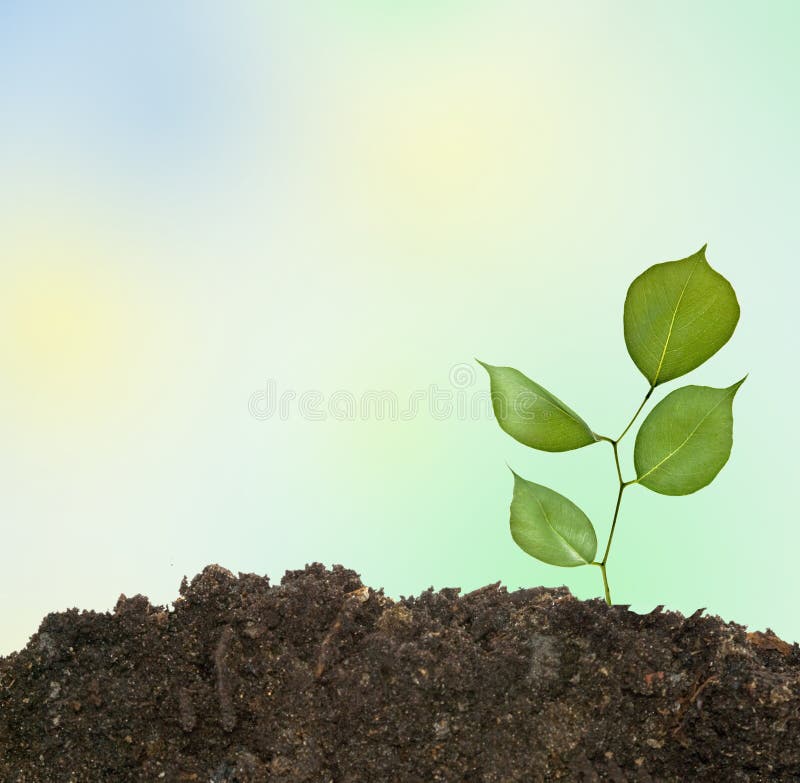 Tree shoot in earth stock photo. Image of ecological - 10568294