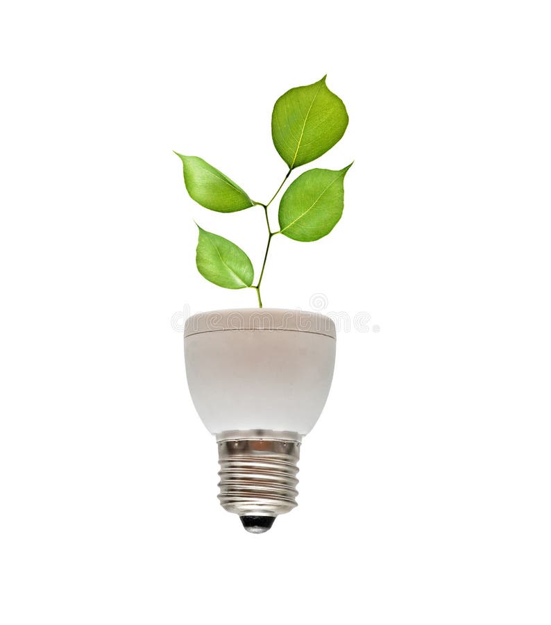 Tree Shoot Growing from Fluorescent Lamp Stock Image - Image of plant ...