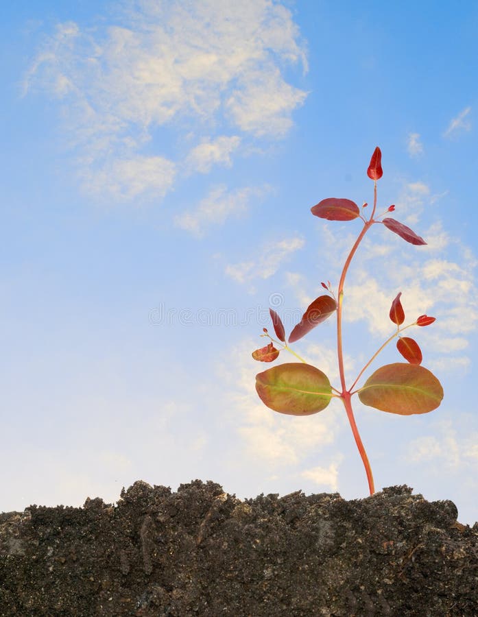 Tree shoot in soil stock image. Image of cloud, footprint - 16495083