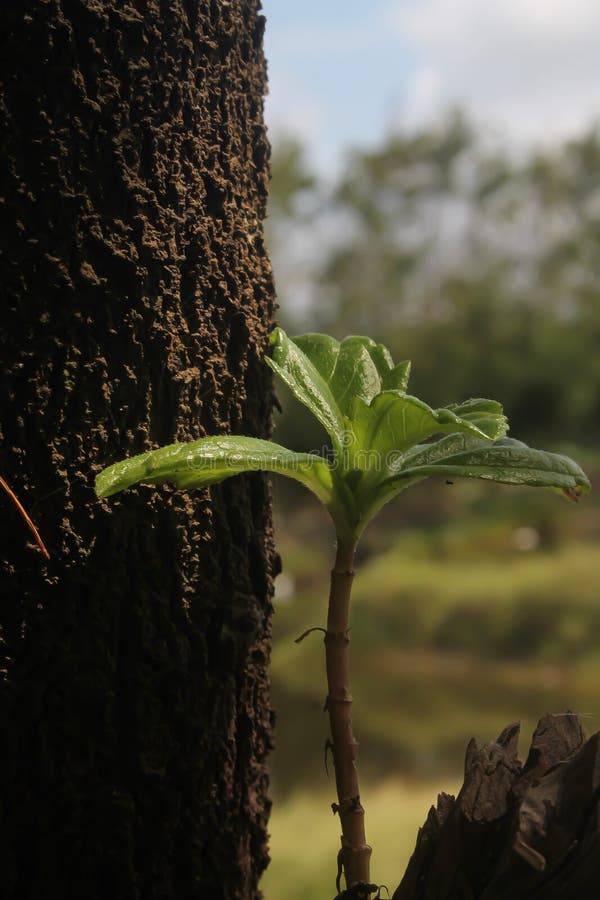 Tree shoots in the trunk stock image. Image of life - 200238055