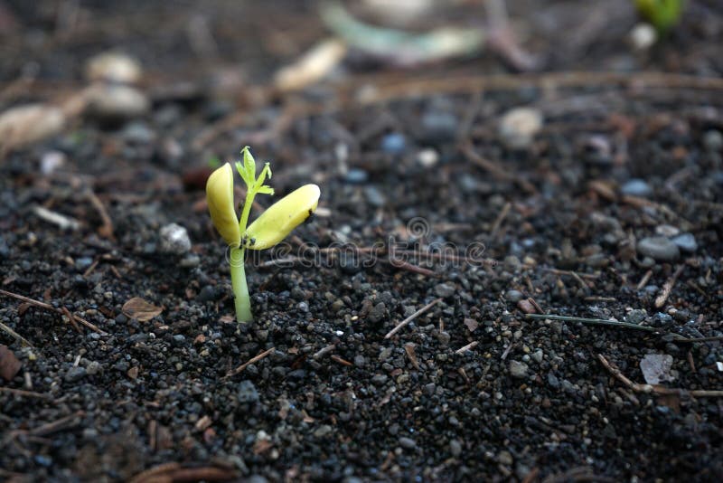 The tree shoots stock photo. Image of field, shoots, nature - 74771050