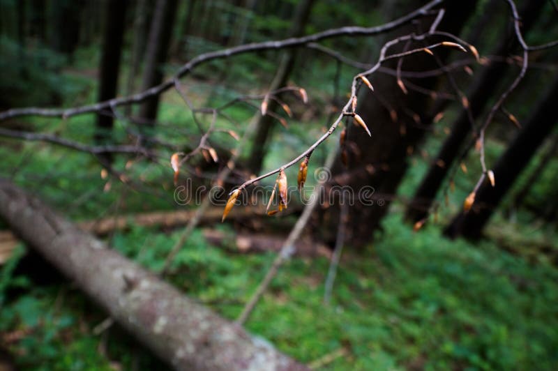 The tree shoots stock photo. Image of field, shoots, nature - 74771050