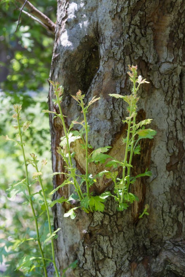 Tree shoots on the trunk stock image. Image of wood, natural - 72735331