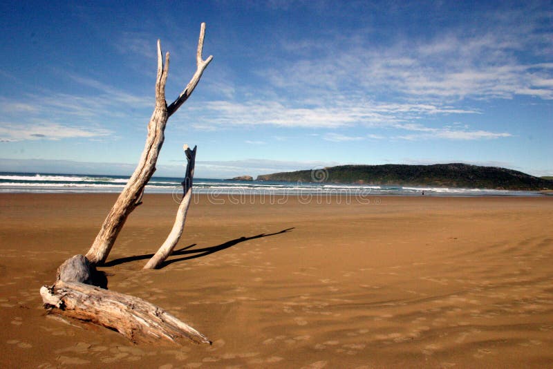 Tree on Shore stock photo. Image of island, cloud, south - 18467096