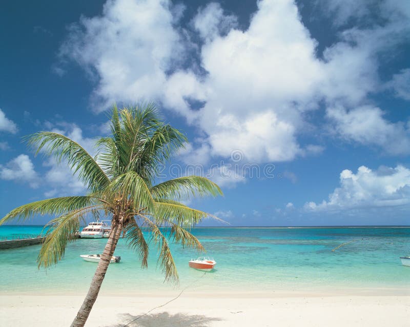 Tree and Shore stock photo. Image of tree, sand, shore - 943900