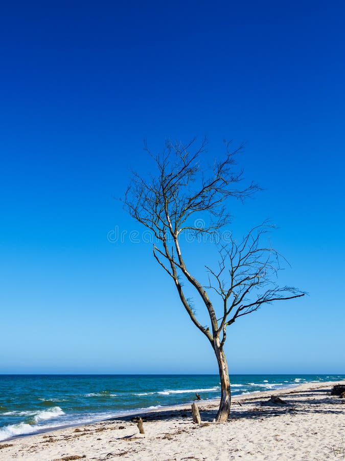 Tree on Shore of the Baltic Sea Stock Photo - Image of vacation, relax ...
