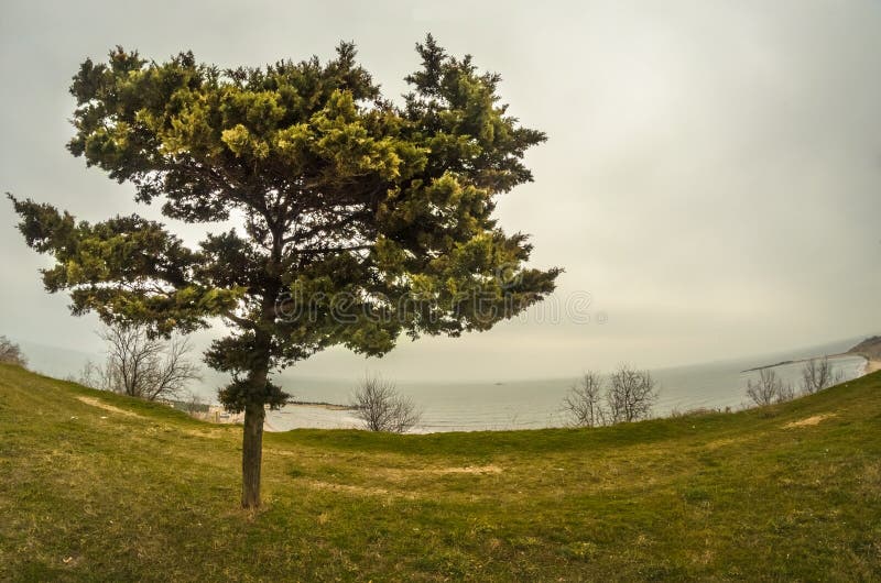 Tree on shore stock photo. Image of water, tree, green - 88612780