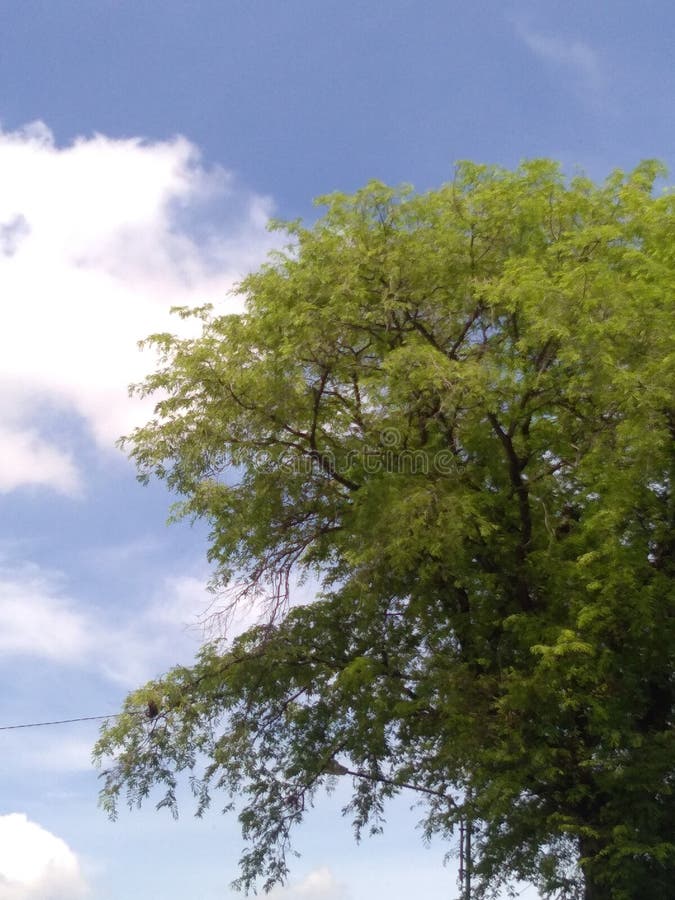 Tree shot from angel view stock photo. Image of deciduous - 201289398