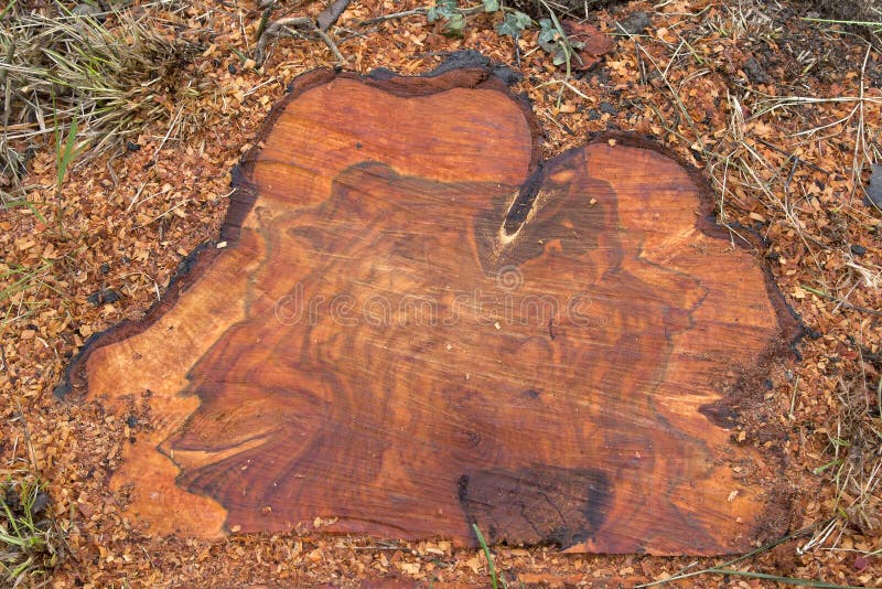 Tree showing annual rings stock photo. Image of grain - 64000408