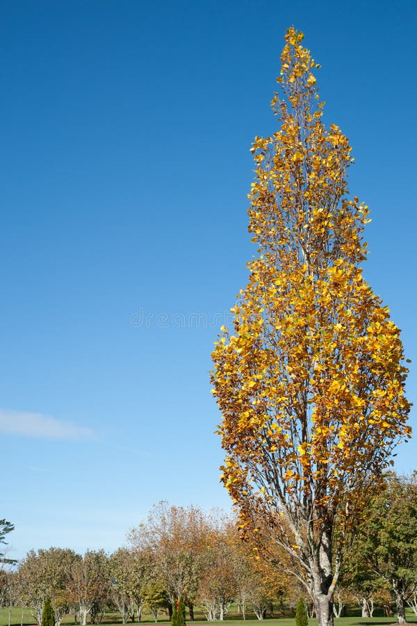 Tree Showing Autumn Golden Colour Stock Image - Image of golden, london ...