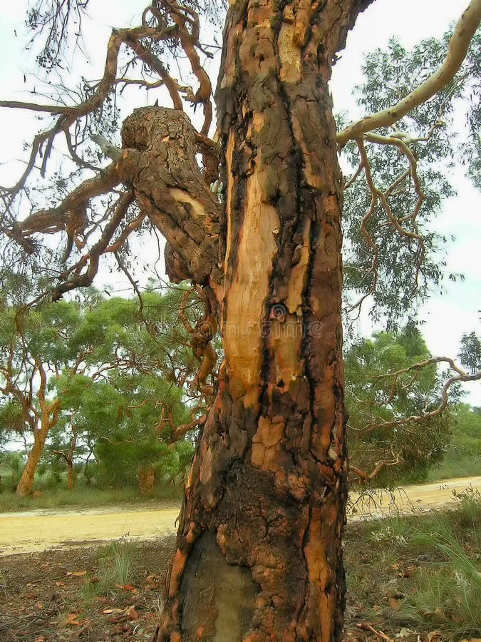 A Tree Showing the Damage Caused by Termites Stock Image - Image of ...