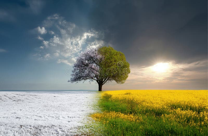Tree Showing the Four Seasons Split, with a Field Showing Winter and ...