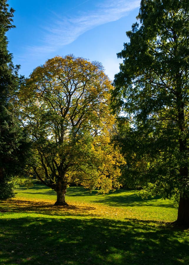 Tree Showing the Start of Autumnal Foliage Stock Image - Image of ...