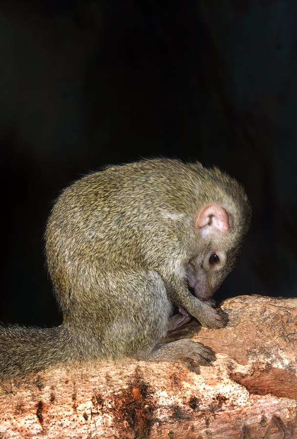 Shrew stock image. Image of mammal, shrew, wildlife, shrews - 12871775