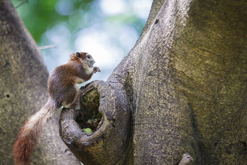 Tree Shrew, Small Mammals Native To the Tropical Forests Stock Photo ...
