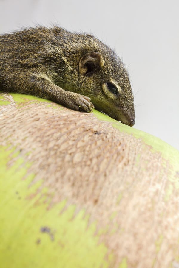 Tree Shrew stock image. Image of claw, white, mammal - 38049595