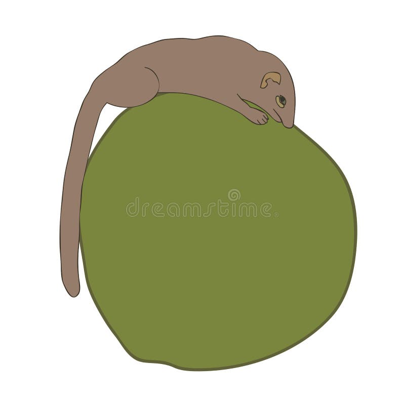 Tree Shrew stock image. Image of claw, white, mammal - 38049595