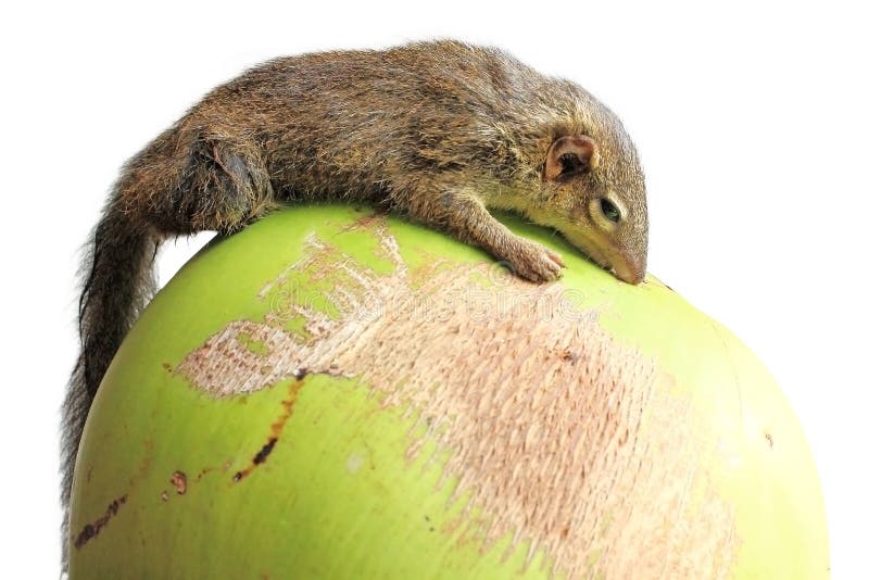 Tree Shrew stock photo. Image of pets, claw, animals - 38457272