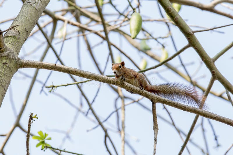 Tree Shrew, Small Mammals Native To the Tropical Forests Stock Photo ...