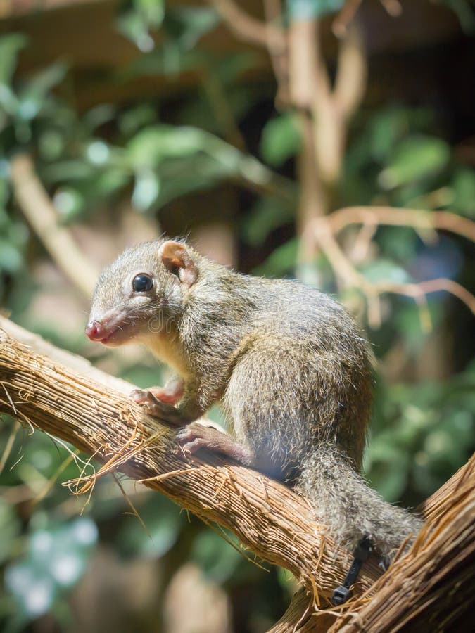 Tree Shrew stock photo. Image of wildlife, isolated, wild - 38049638
